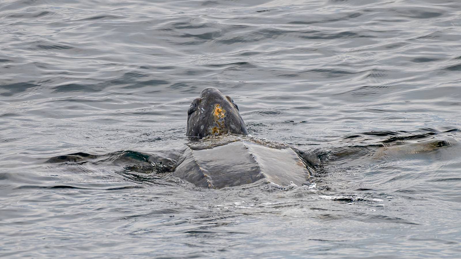 Verdens største skilpadde: Havlærskilpadde observert og fotografert ...