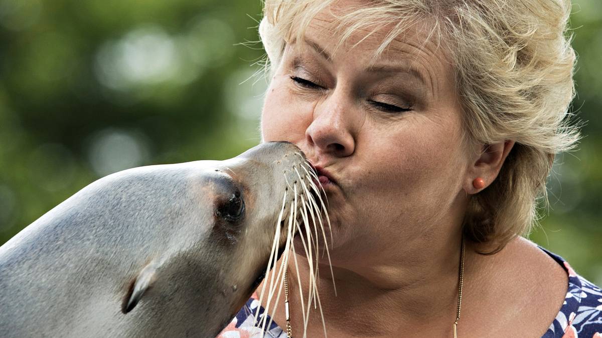 Akvariet i Bergen mista ei kjær sjøløve – NRK Vestland