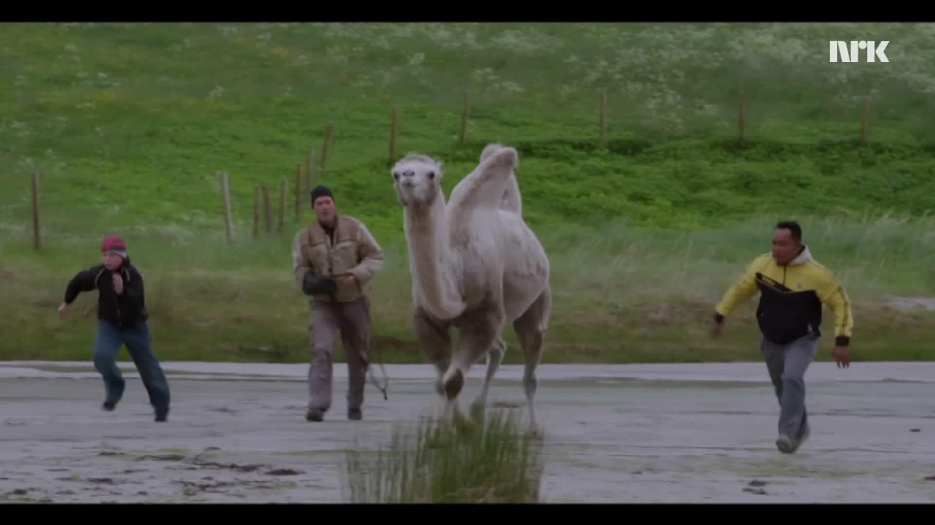 Kameler i Akkarfjord – NRK