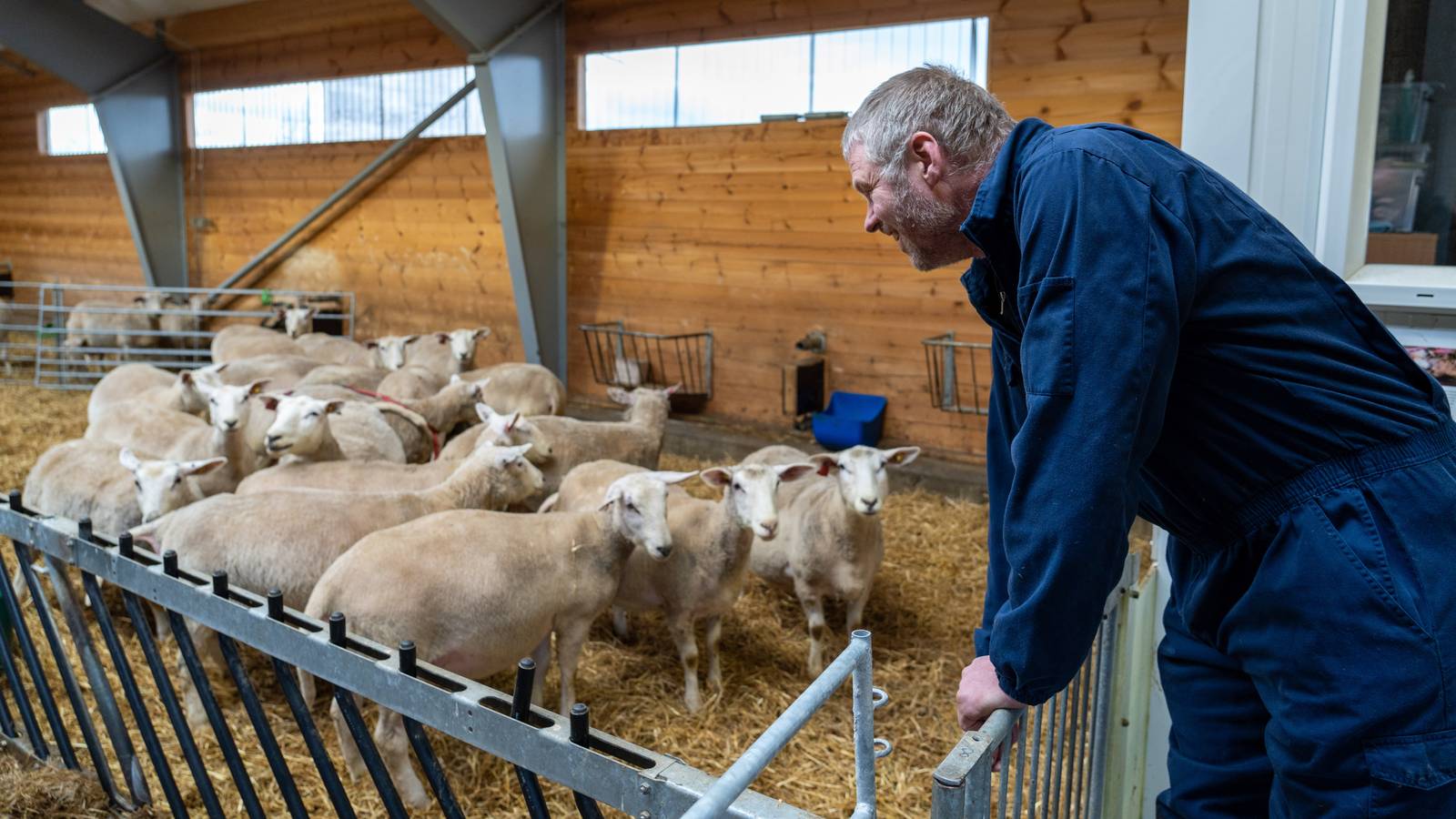 Hva og hvordan tjener egentlig en bonde penger? Bønder fra ulike deler av næringen gir sitt svar ...
