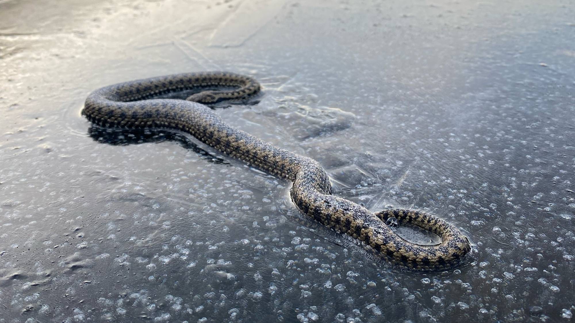 Odd Kåre Wiik fant en fastfrosset hoggorm på Simavatnet i Sande – NRK ...