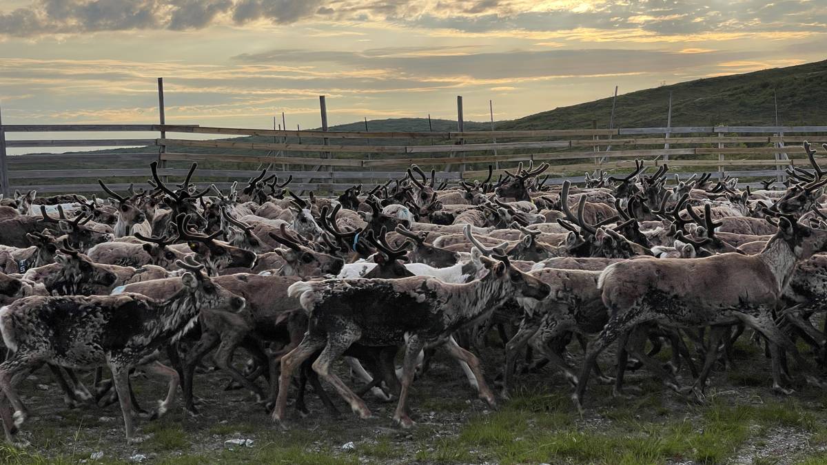 Vil øke salget av reinkjøtt – NRK Troms og Finnmark