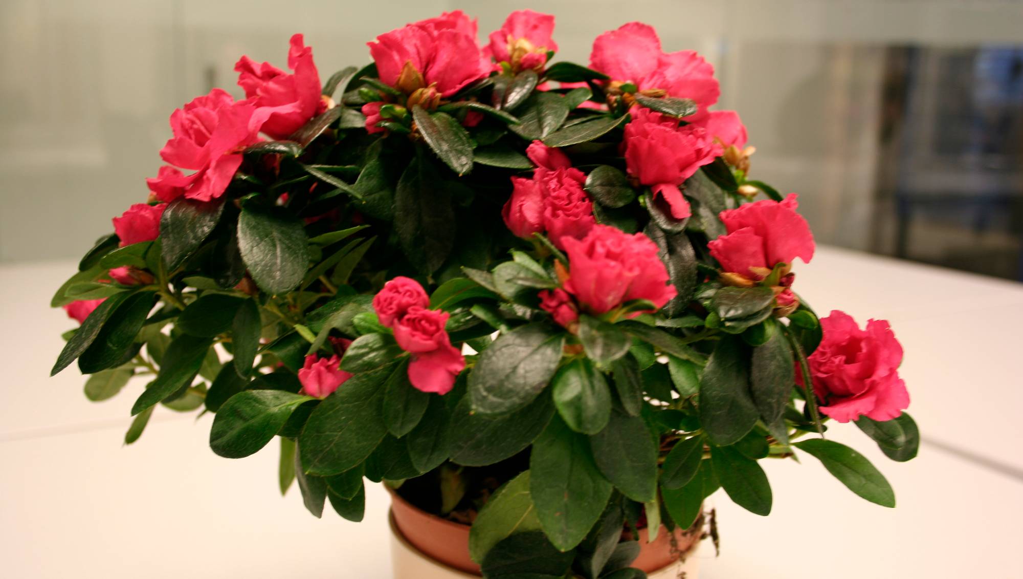 Ikke så farlig å spise stueplanter – NRK Kultur og underholdning