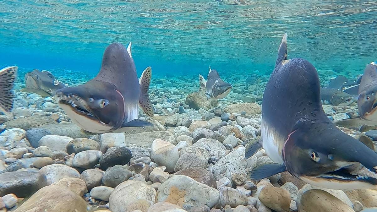 Ikke penger til elvene i vest – NRK Troms og Finnmark