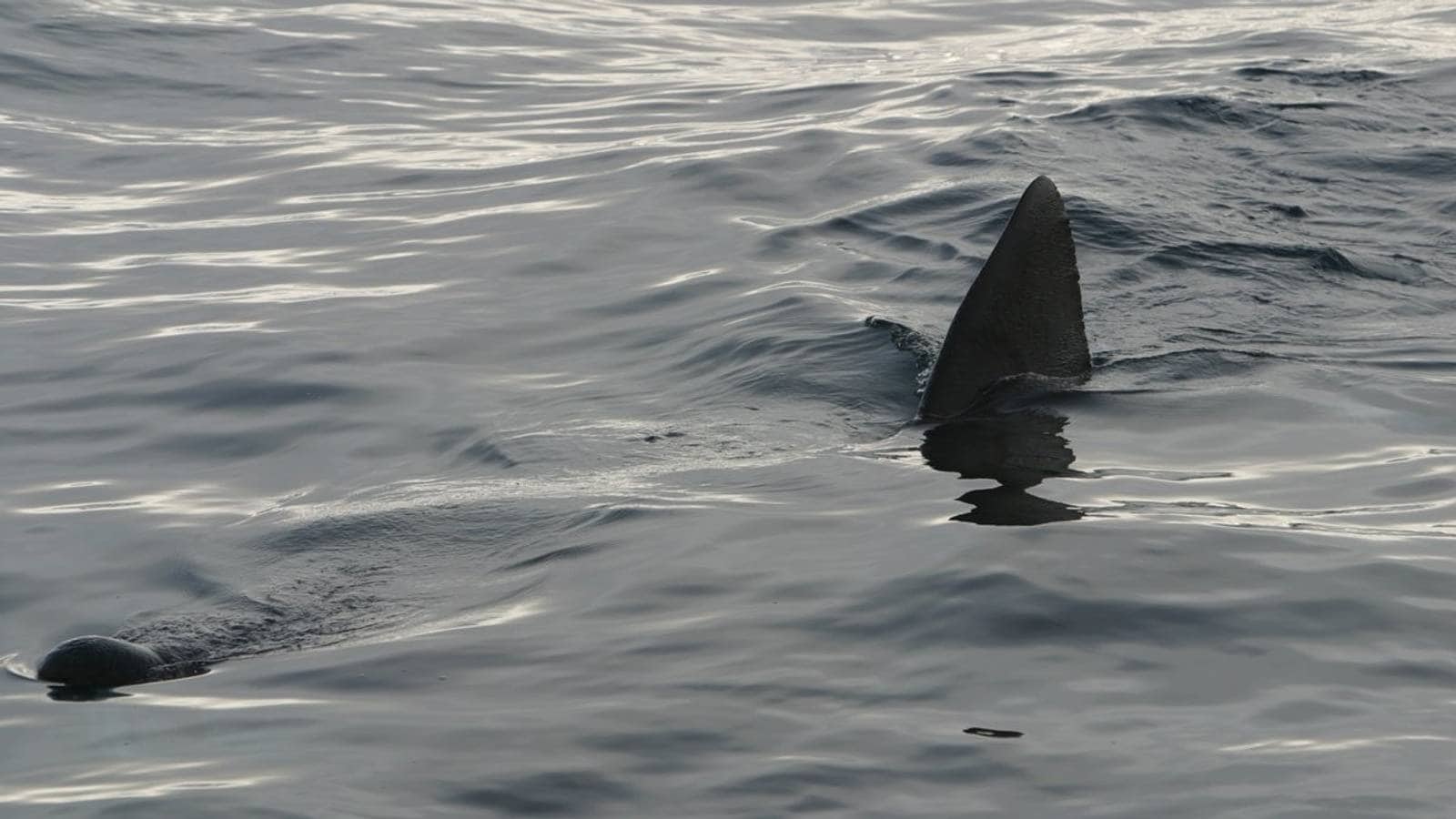 Etterlyser mer informasjon om Norges største hai, brugde – NRK ...