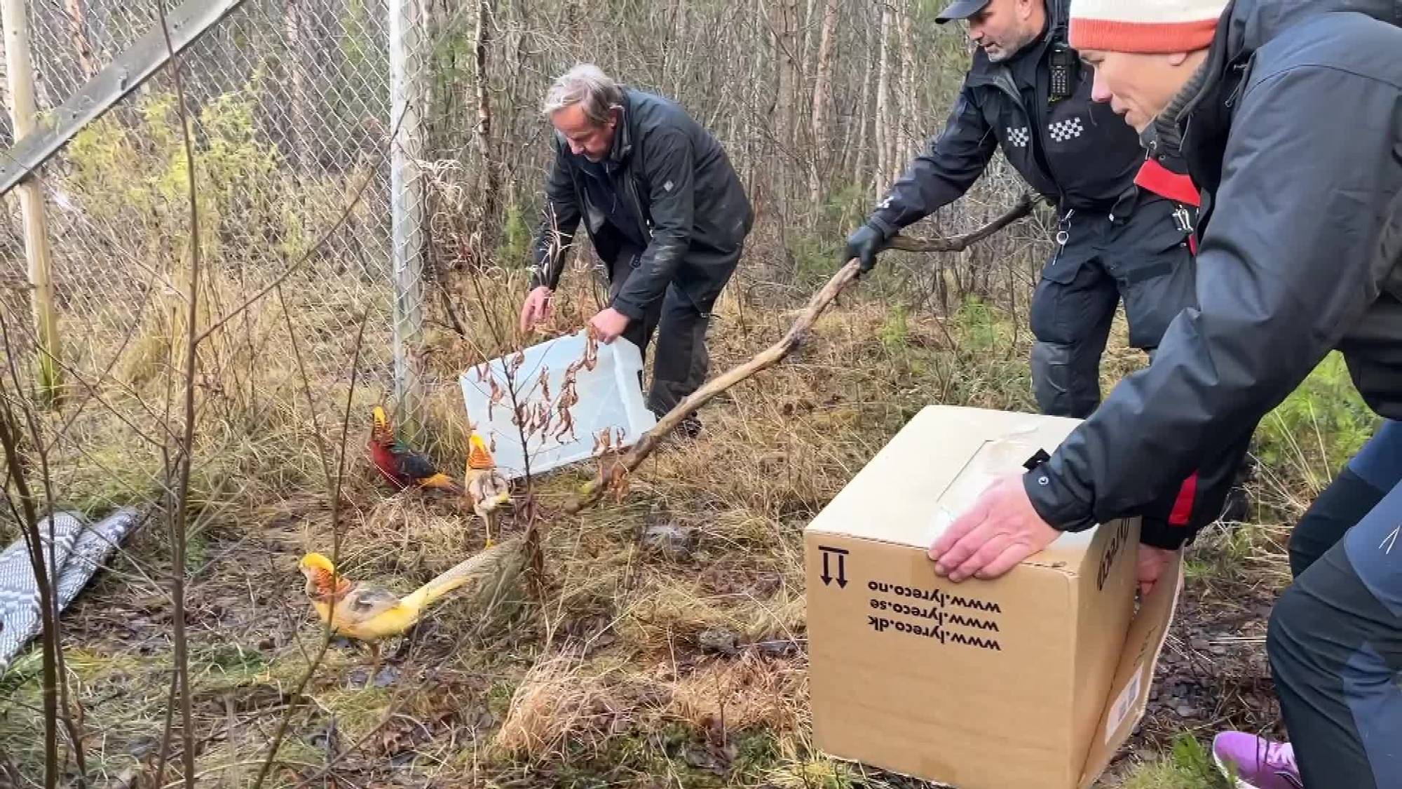 Politiet måtte fange tre gullfasanar som vart dumpa på gjenbruksstasjon på Oppdal – NRK ...