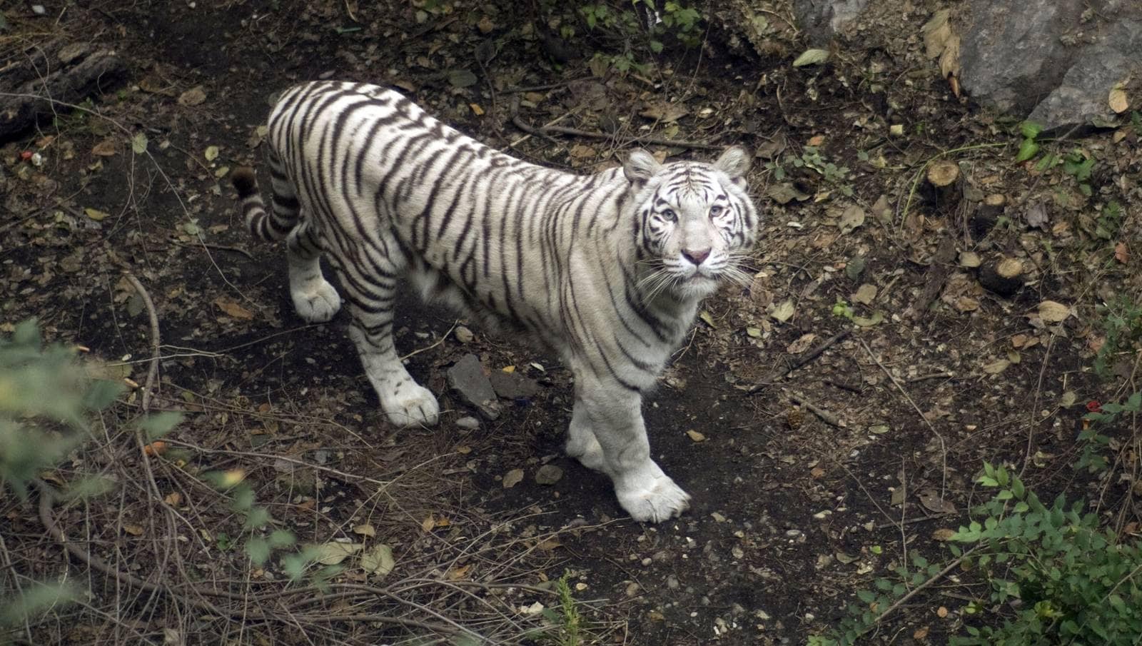 Tigeren kan være utrydda i 2022 – NRK Viten – Nyheter innen vitenskap ...