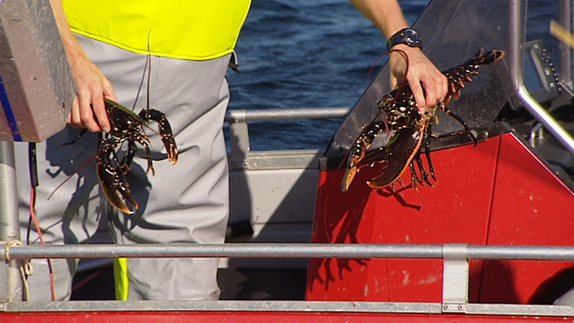 Kun hver fjerde hummer selges lovlig – NRK