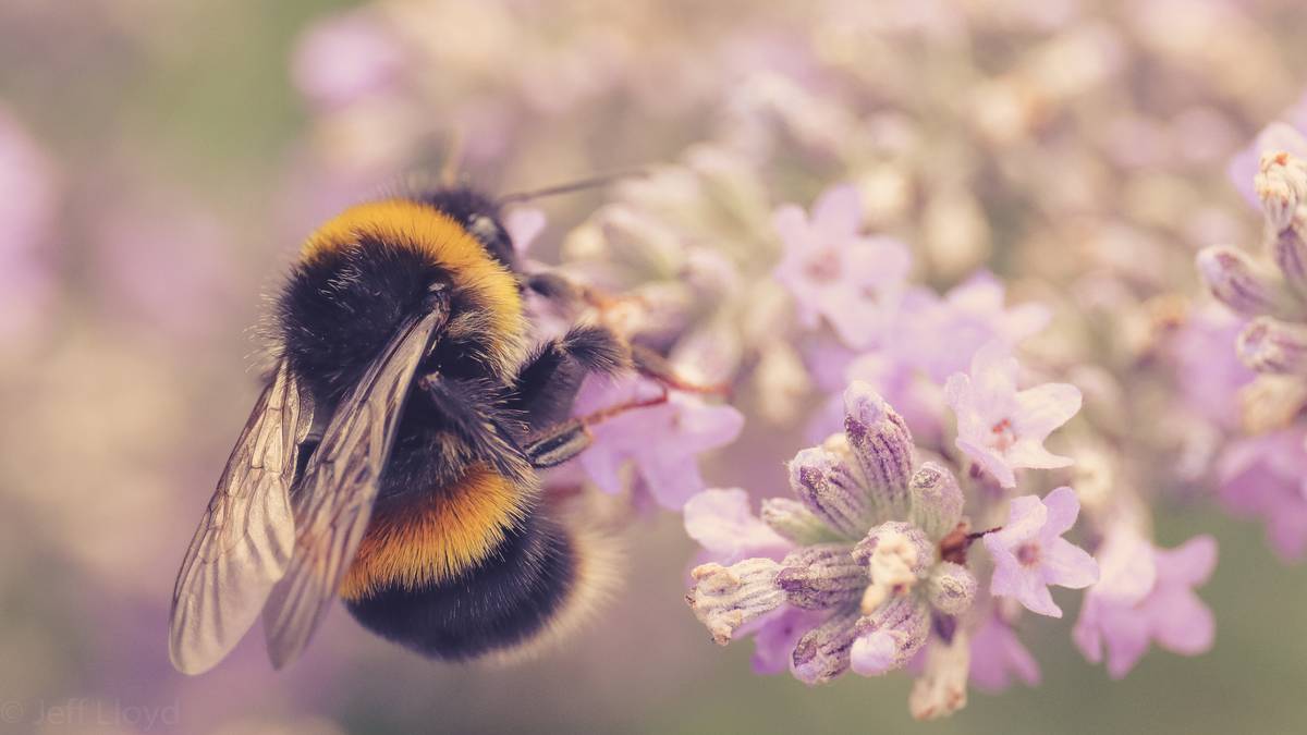 Hvor mye kan du om insekter i Norge? – NRK Sápmi - samiske nyheter ...