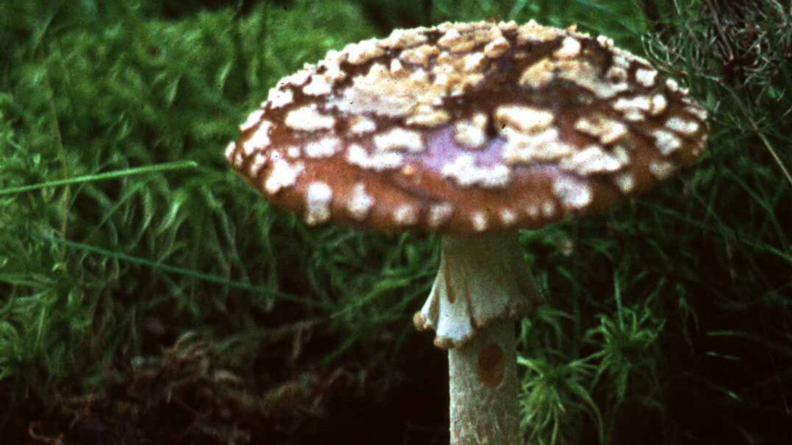 Giftige sopper i Norge – NRK Norge – Oversikt over nyheter fra ulike ...