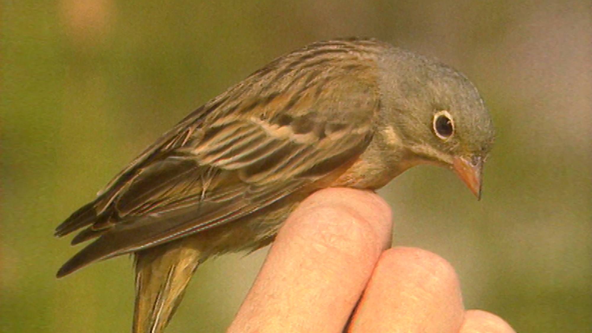 Hortulan vil trolig dø helt ut om få år – NRK Innlandet – Lokale ...