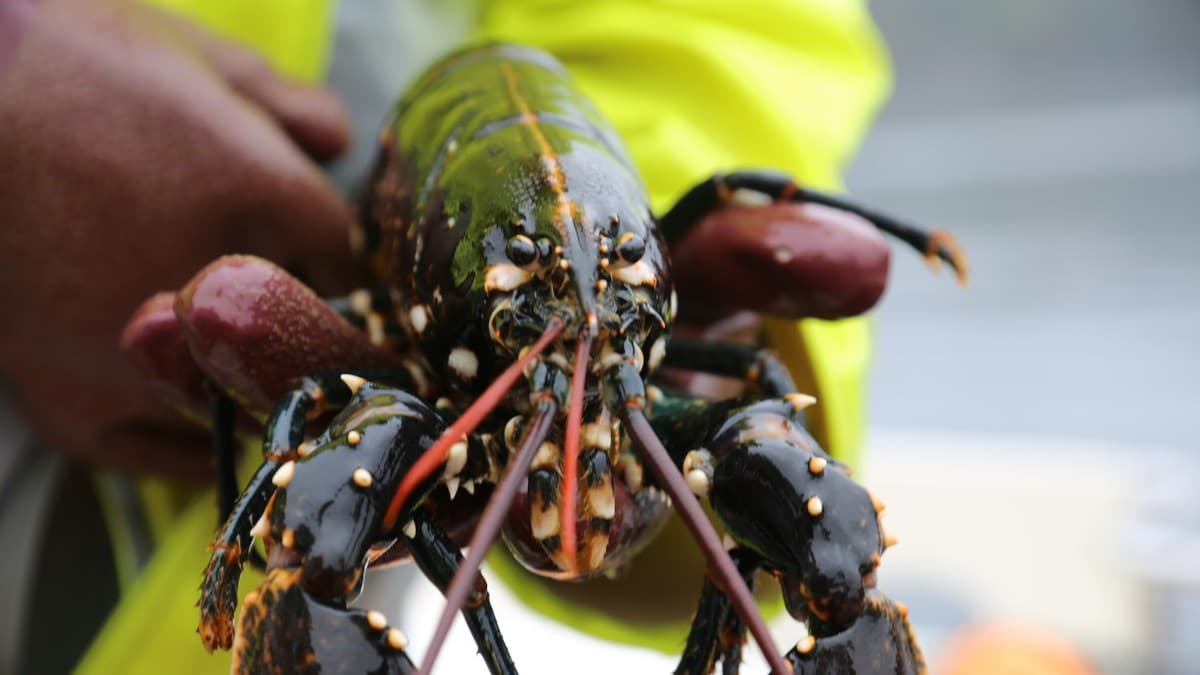 Hummerfiske – Nyheter – NRK