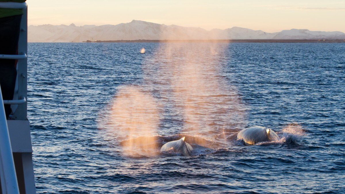 Europas beste sted for å se hval – NRK Nordland – Lokale nyheter, TV og ...