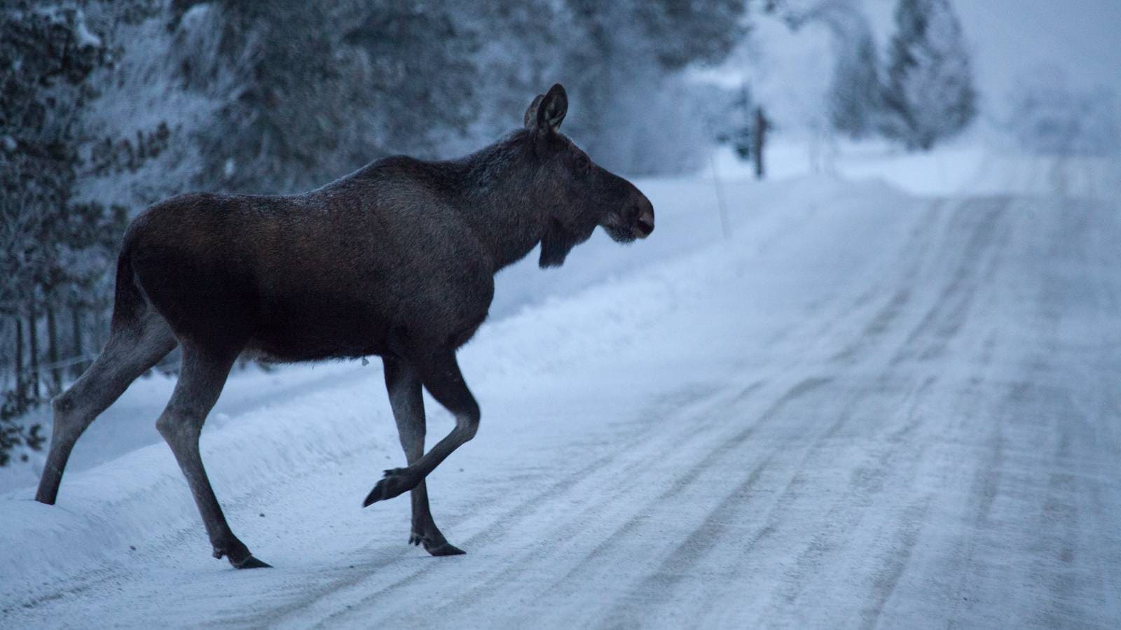 Sender ut ekstremvarsel for elg – NRK Troms og Finnmark
