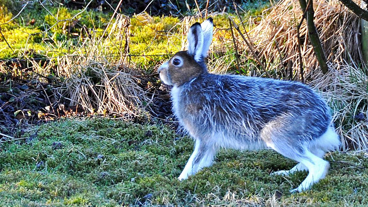 Døde harer i Vesterålen – NRK Nordland