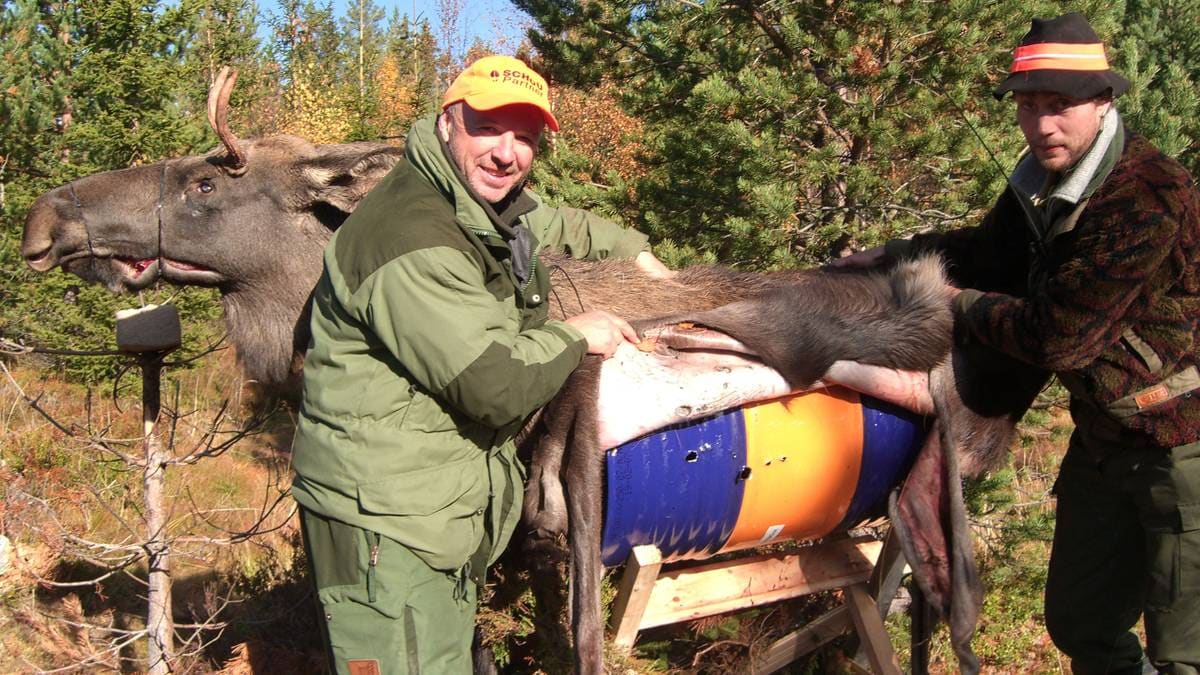 Elgen som ikke ville dø – NRK Innlandet – Lokale nyheter, TV og radio