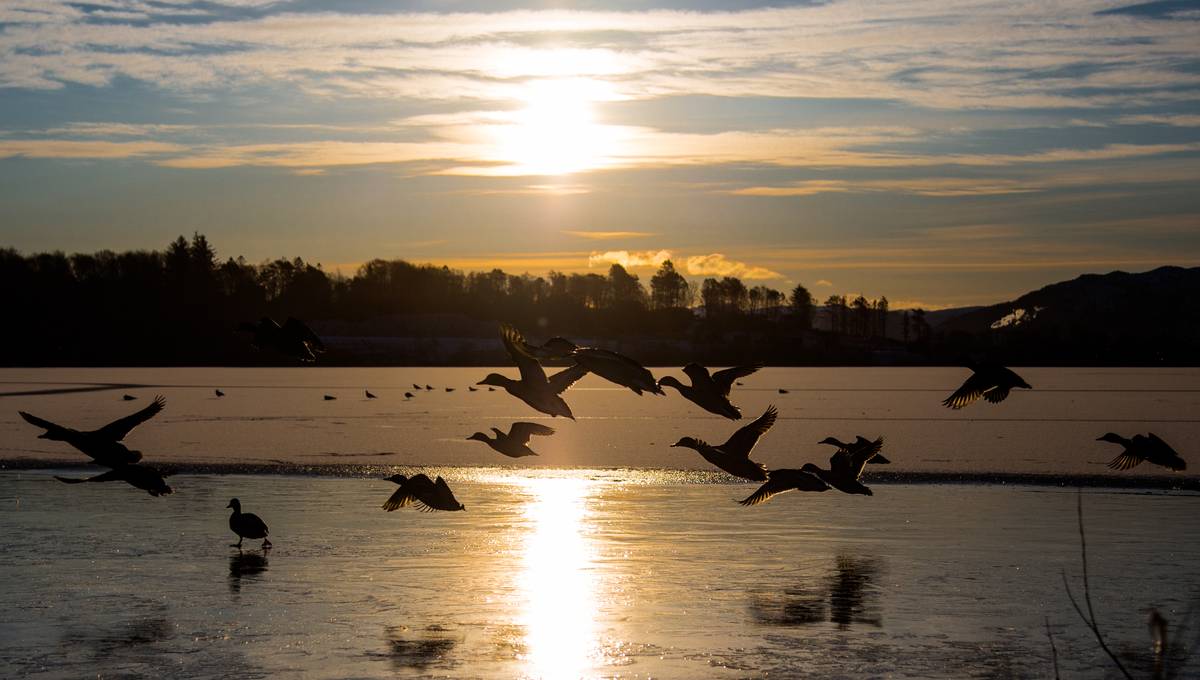 Mosvatnet kan bli naturreservat – NRK Rogaland – Lokale nyheter, TV og ...