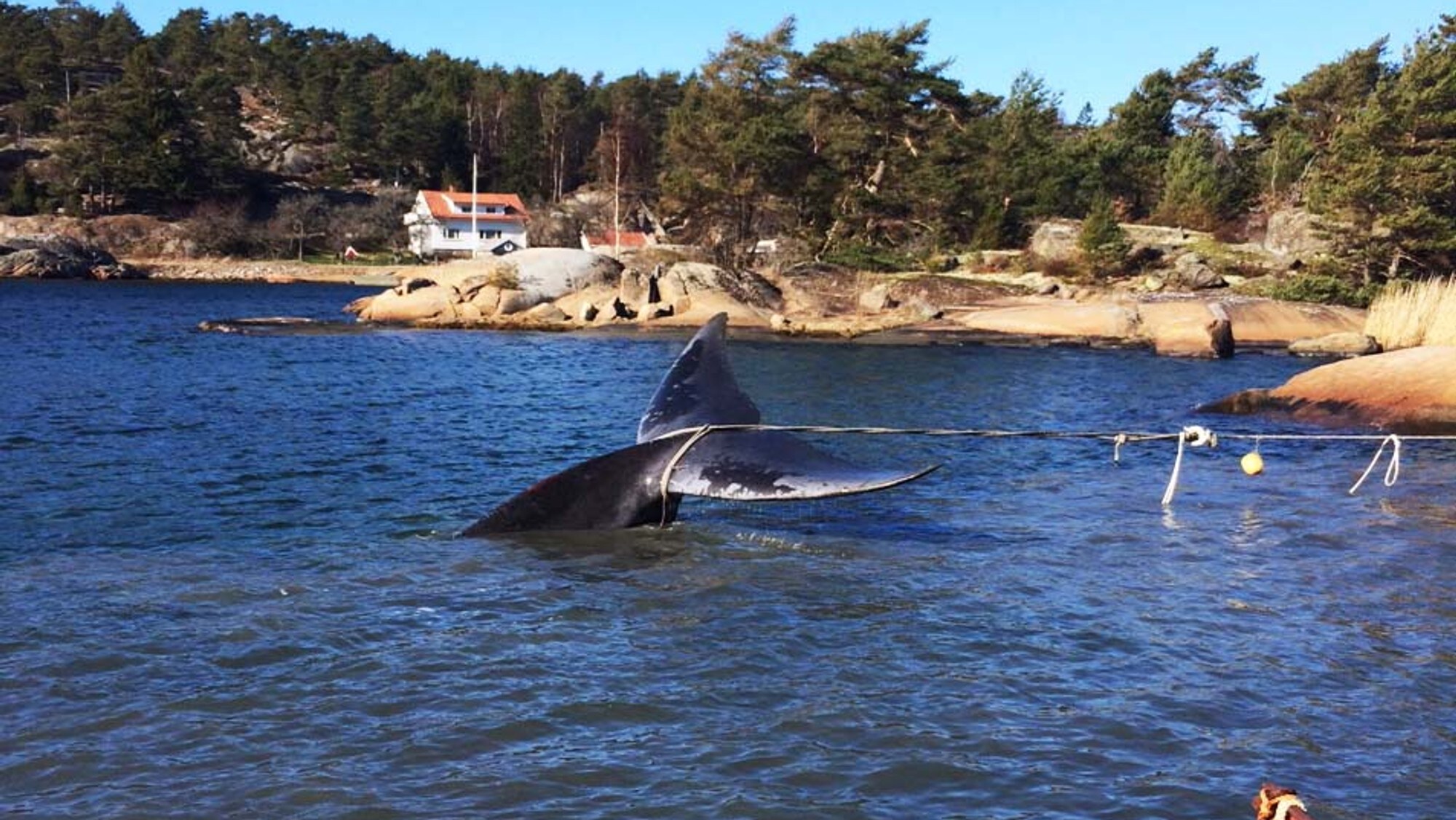 Hval har strandet på Hvaler – NRK Østfold – Lokale nyheter, TV og radio