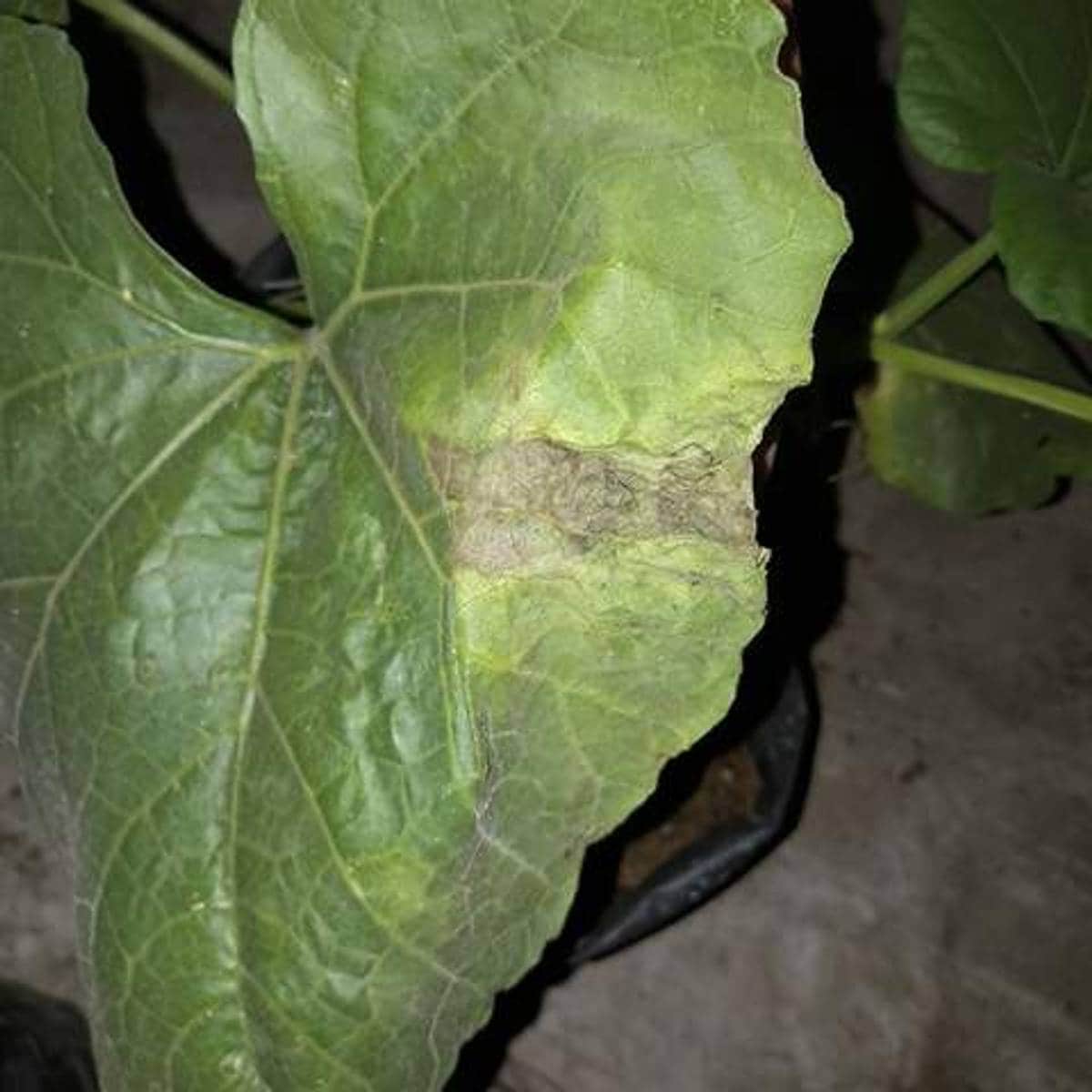 Slik blir du kvitt trips – planteelskeres mareritt – NRK Nyttig – Tips ...