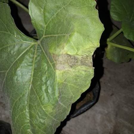 Slik blir du kvitt trips – planteelskeres mareritt – NRK Nyttig – Tips ...