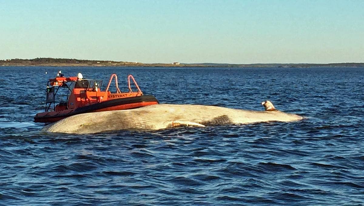 Hval strandet på Hvaler – Siste nytt – NRK