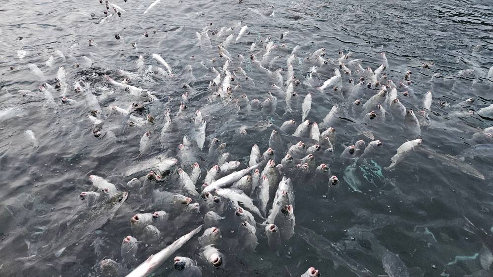 Grieg Seafood skal styrke selskapet – selger smoltanlegg i Finnmark ...