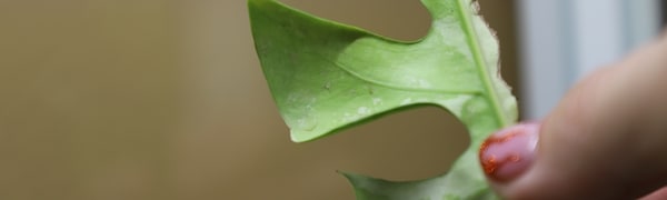 Hvordan bekjempe skadedyr som trips på planter – Stor-Oslo