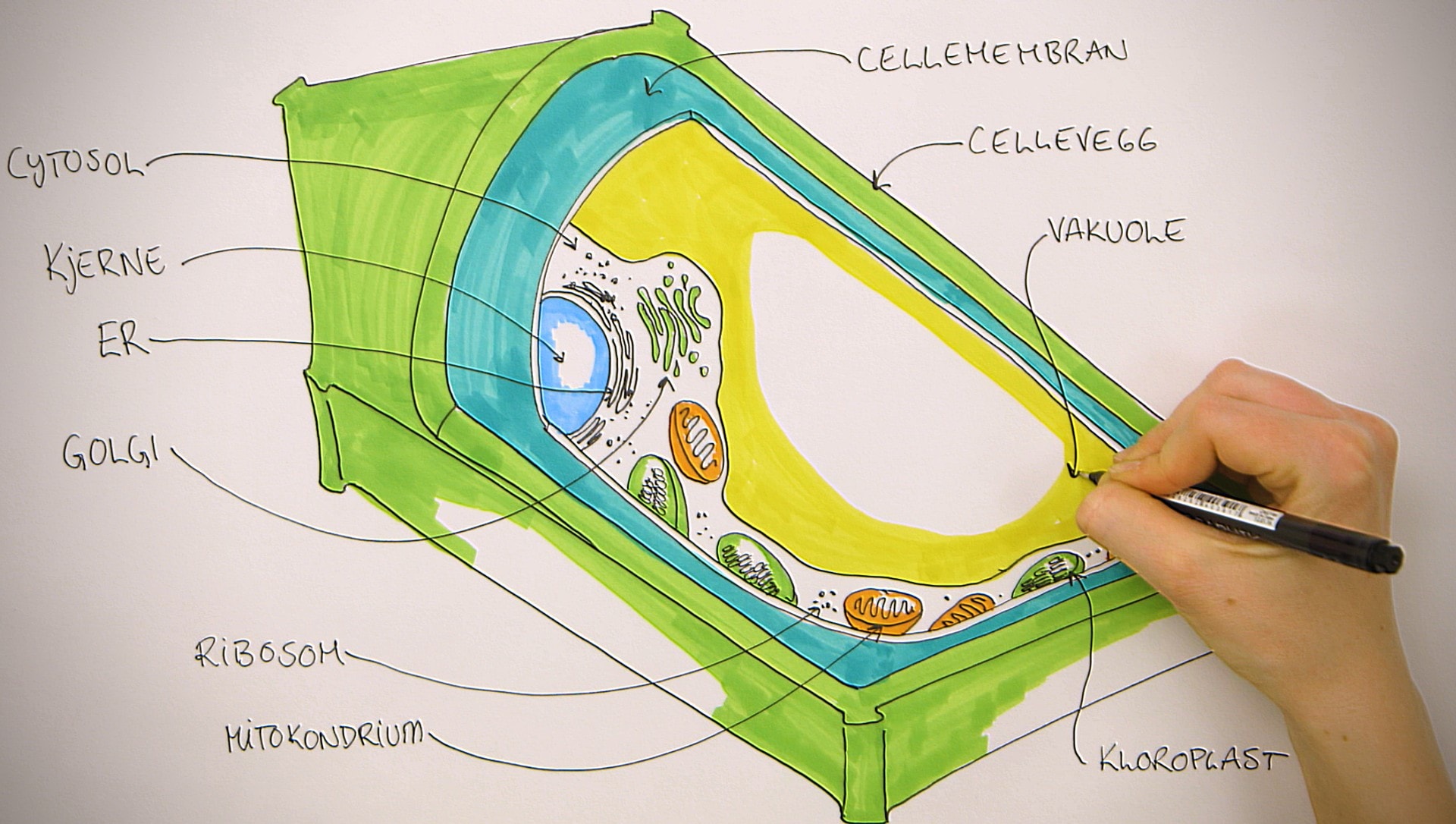 Cellens oppbygning – NRK