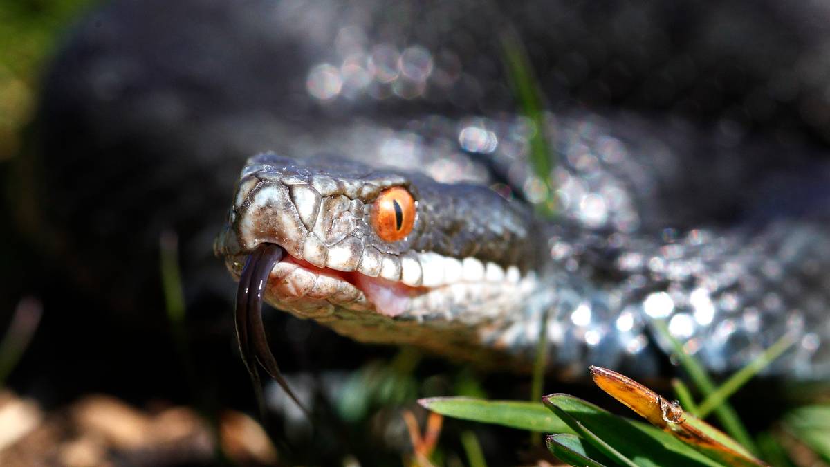 Rekordår for hoggorm-henvendelser – Siste nytt – NRK