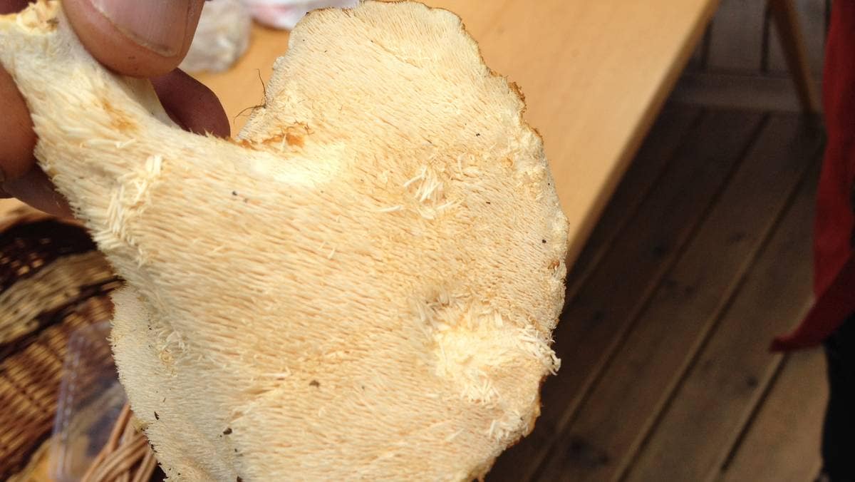 Sopp: Kantareller og kremler bør vaskes, ikke børstes – NRK Nordland