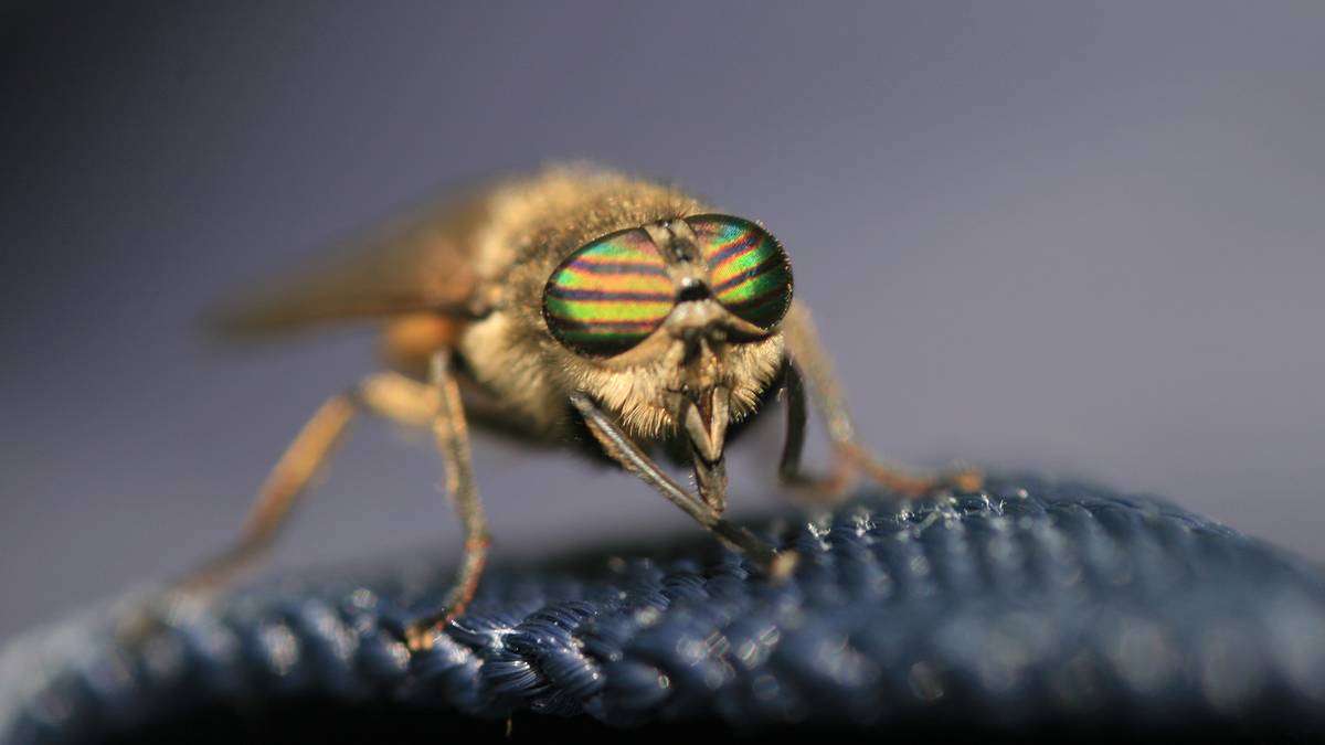 Insektekspert Mari Steinert kommer med det du trenger å vite om mygg ...