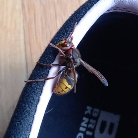 Kjempevepsen Geithams brer om seg og kan bli fjernet fra rødlista over ...