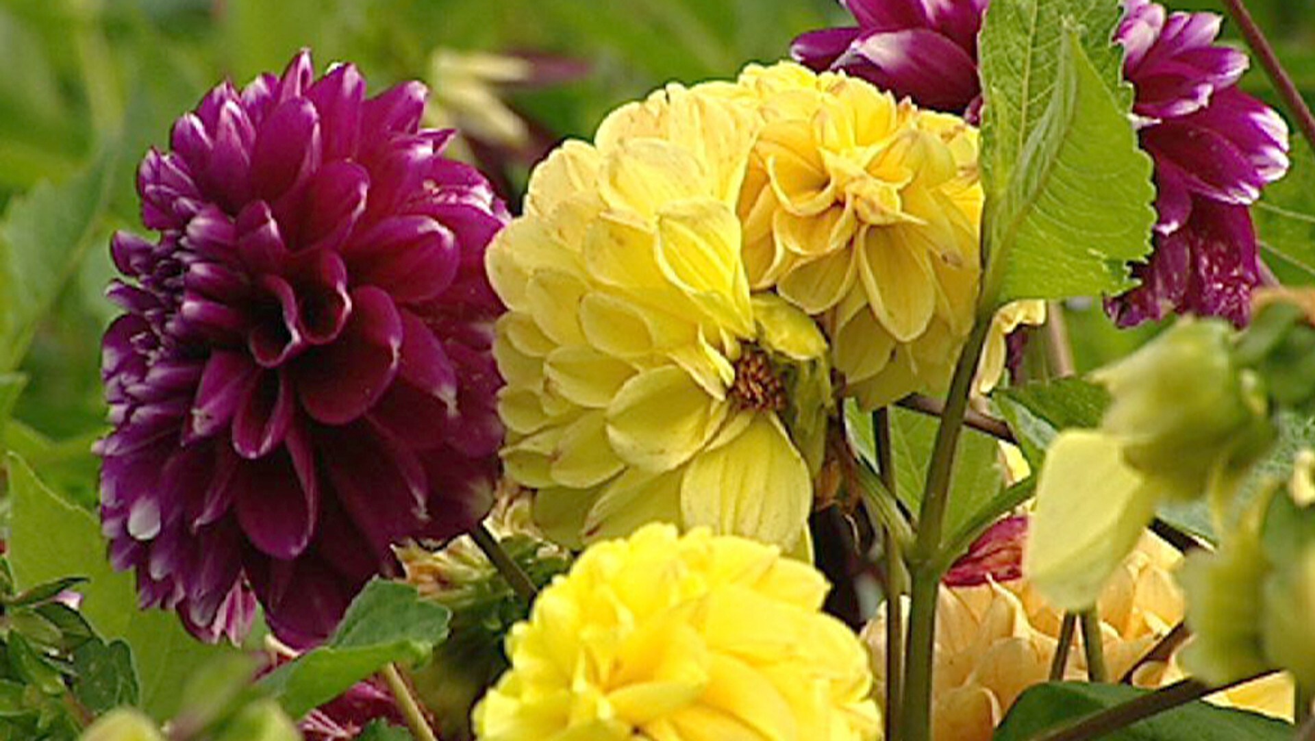 Stor samling gamle blomster – NRK