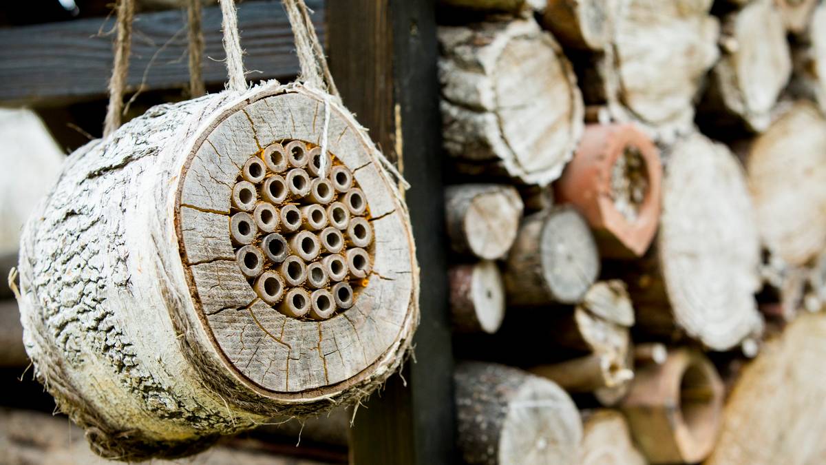 Fortsatt håp for utrydningstruede arter: Slik kan du redde dyr og planter – NRK Dokumentar