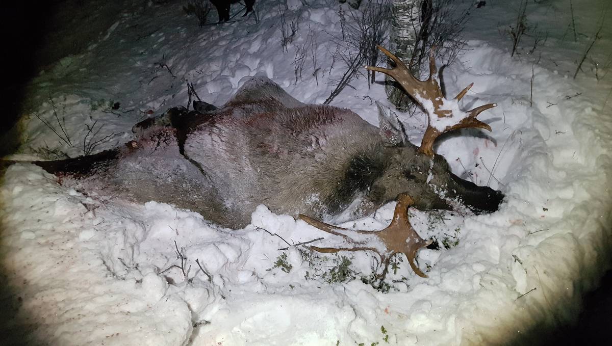 Flere påkjørsler – NRK Nordland