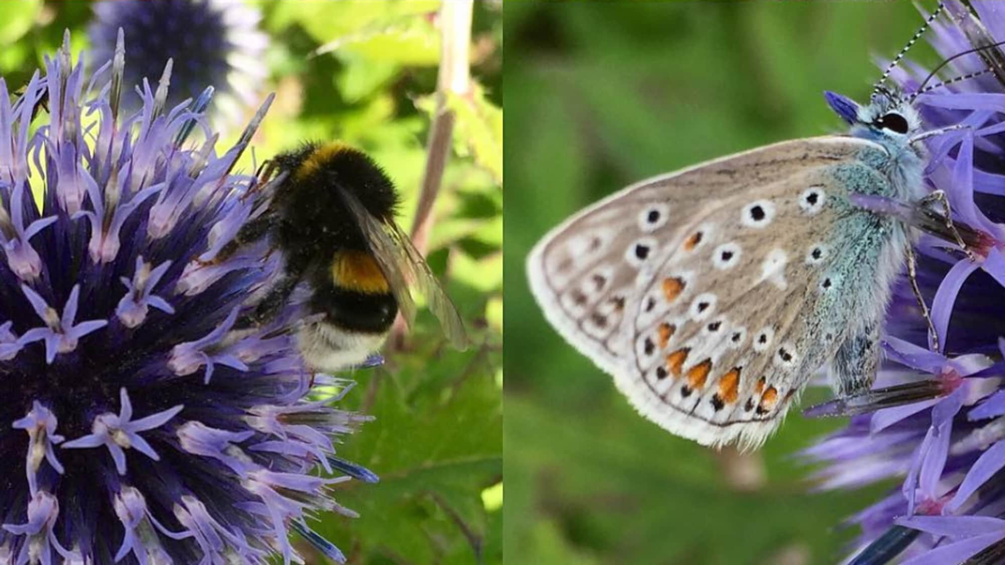 Ny stor rapport: Insekter utryddes i voldsom fart – truer hele naturens ...