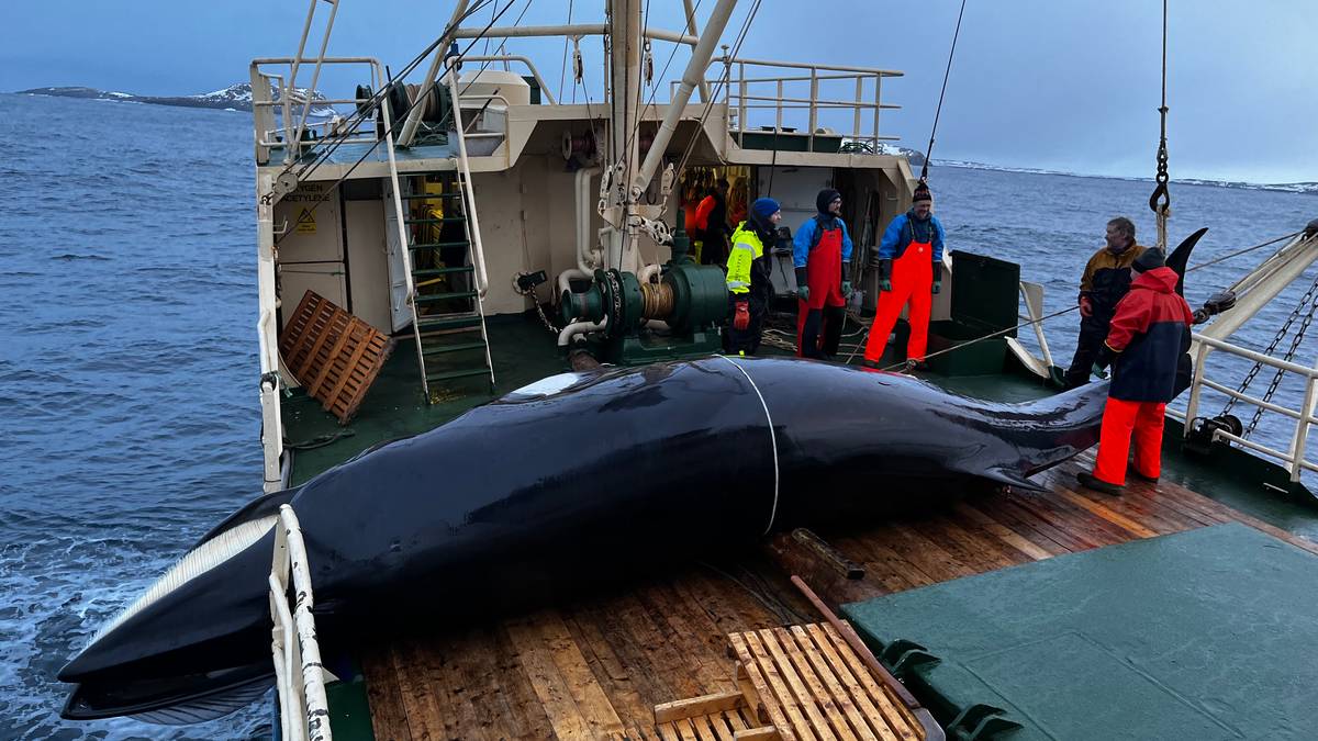 Årets hvalfangst er i gang utenfor Finnmarkskysten – NRK Troms og Finnmark