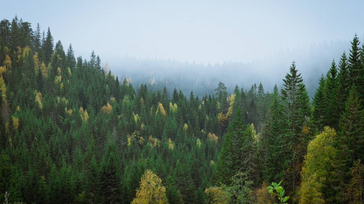 Slik ser du forskjell på skog som er plantet og skog som er nærmest ...
