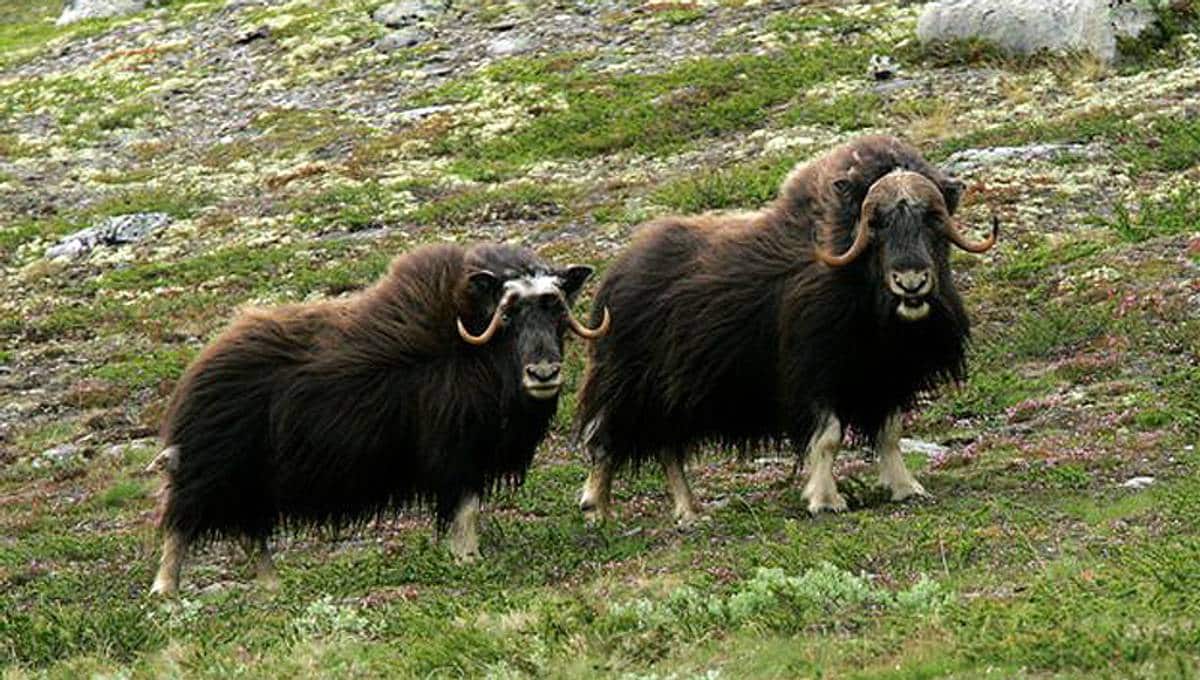 Moskus i fare på Dovre – NRK Innlandet – Lokale nyheter, TV og radio