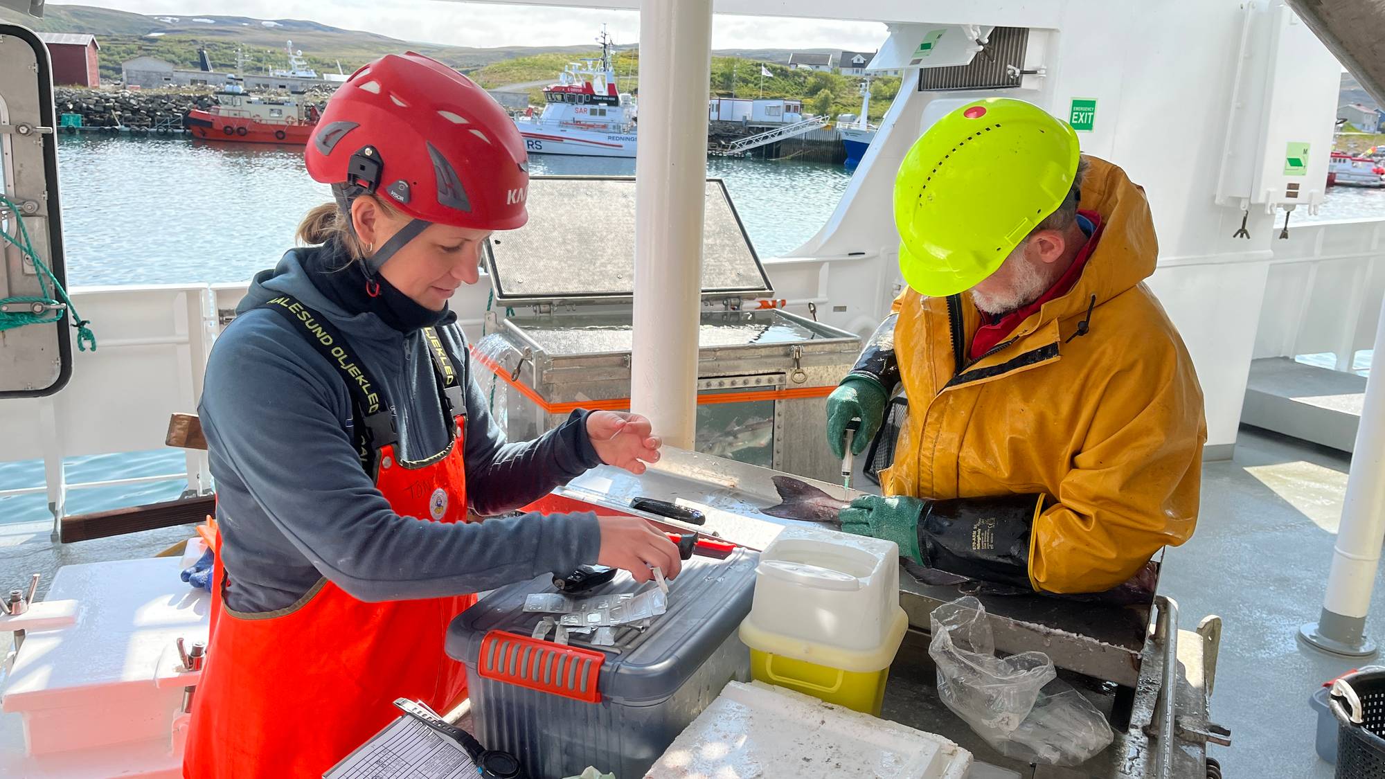 Fiskeri: Levende levert fangst av hyse og annen fisk er framtida tror ...