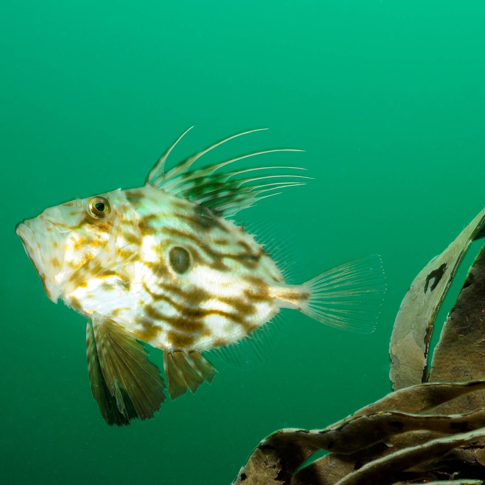 Utfordrende maneter og sjelden månefisk er blant artene som er sett ...