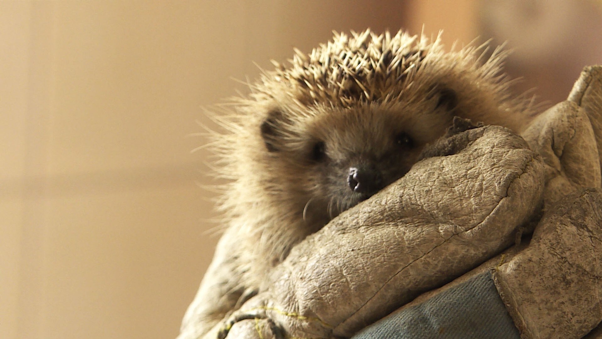 Pinnsvin trenger hjelp – NRK