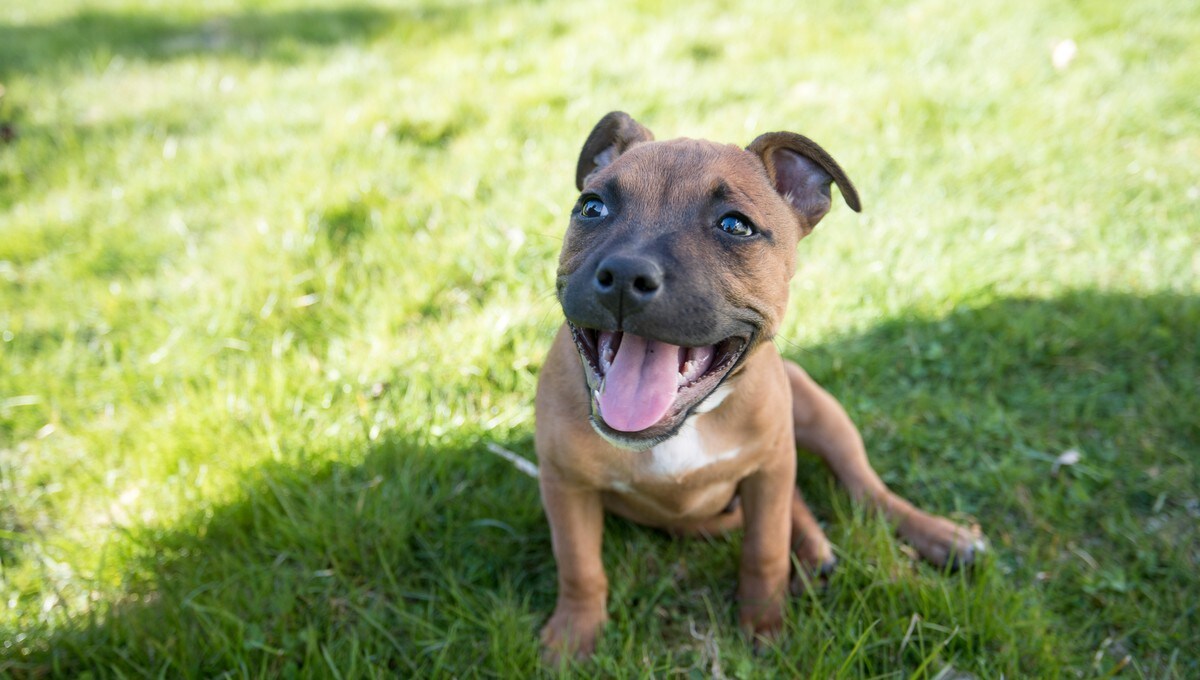 Her er Norges mest populære hunderaser – NRK Norge – Oversikt over ...