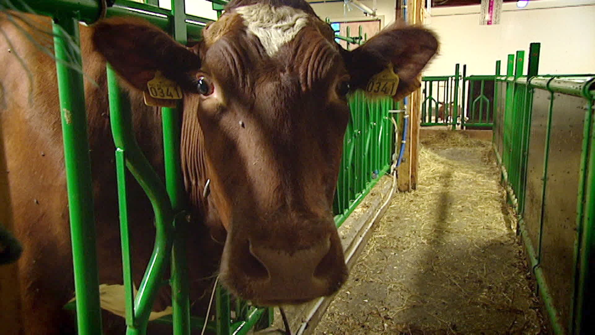 Barnas supershow - NRK TV