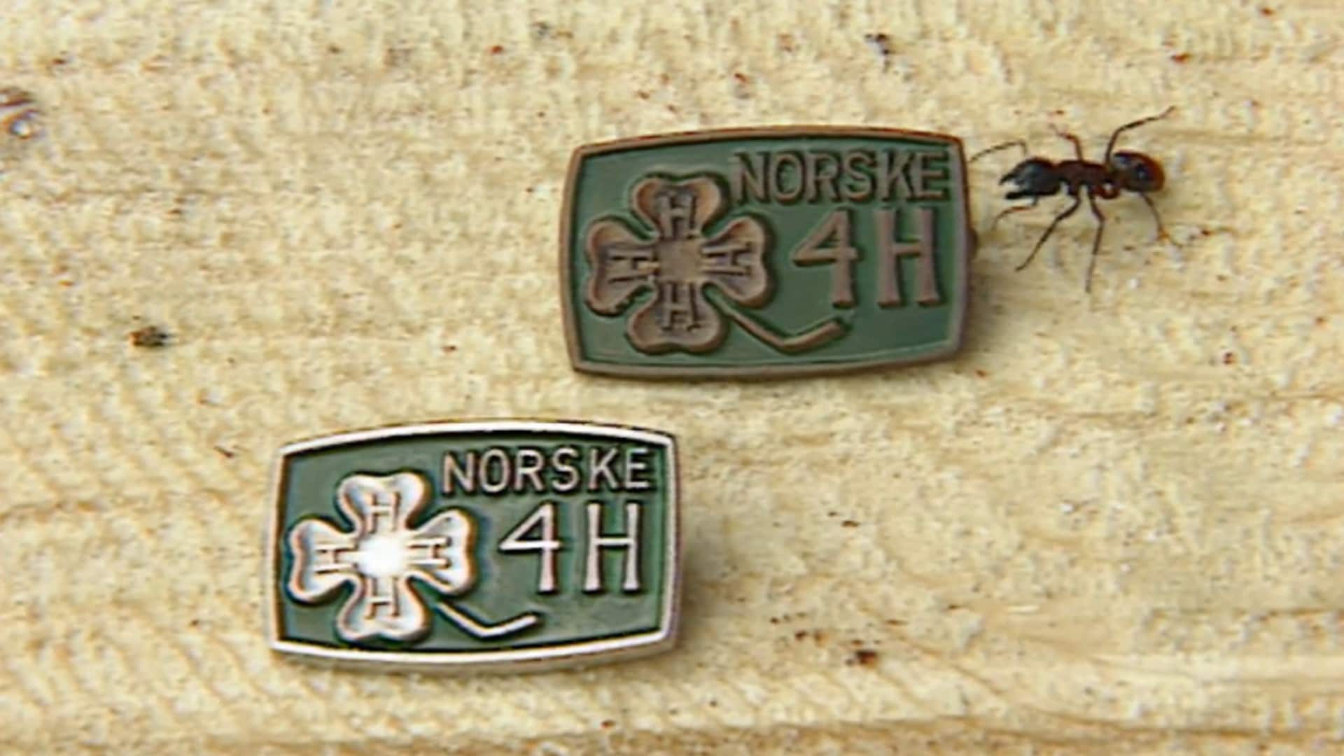 Hode hjerte hender helse - NRK TV