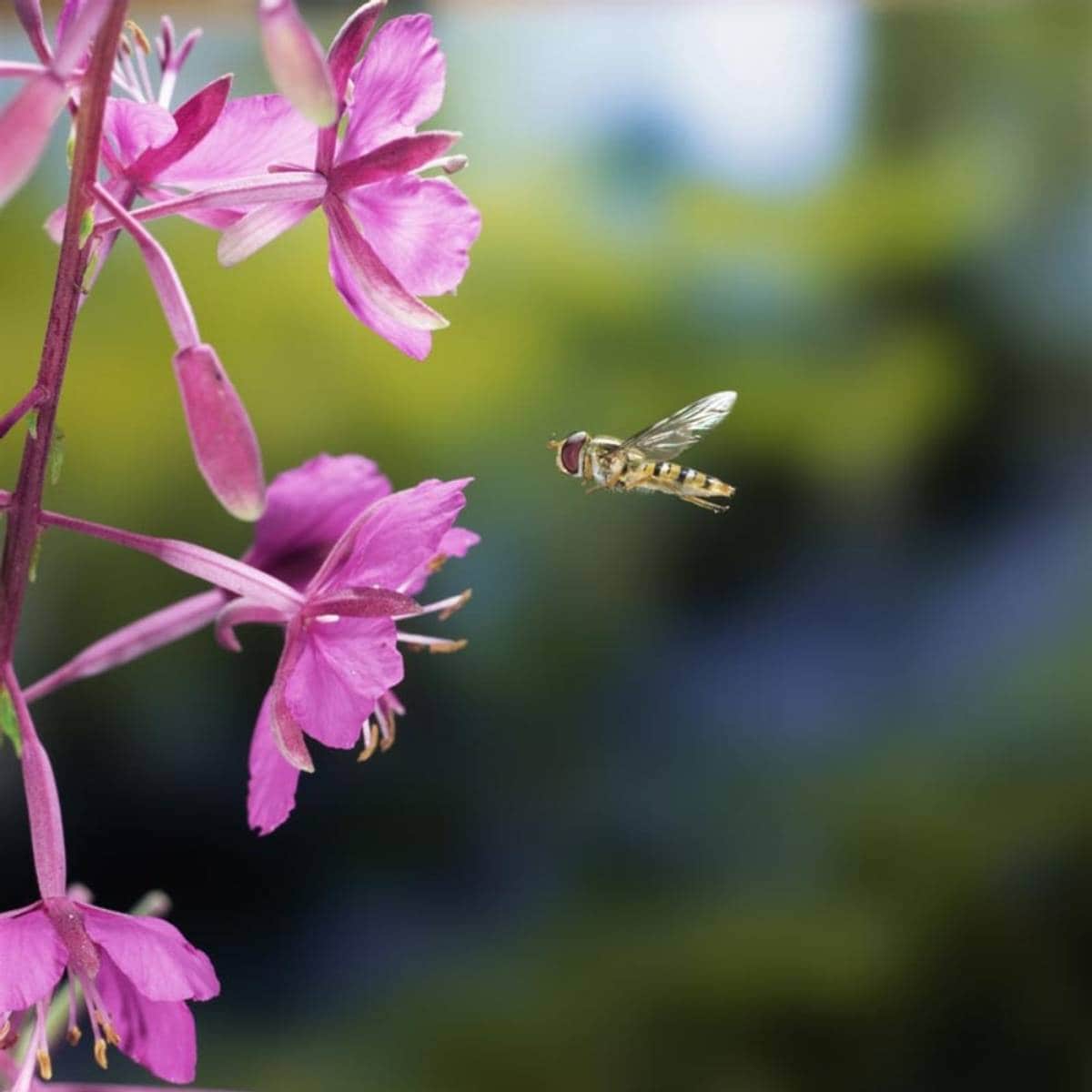 Sju ting du ikke visste at du lurte på om veps – NRK Troms og Finnmark