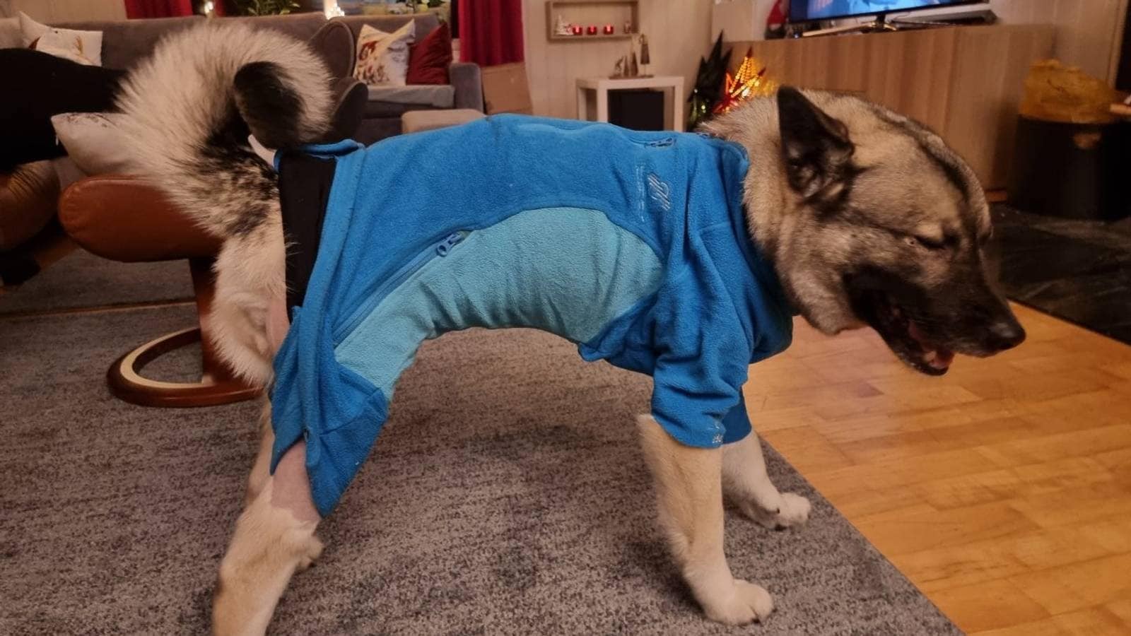 Hund og skabb – dette bør du gjøre om din firbeinte venn får det – NRK ...