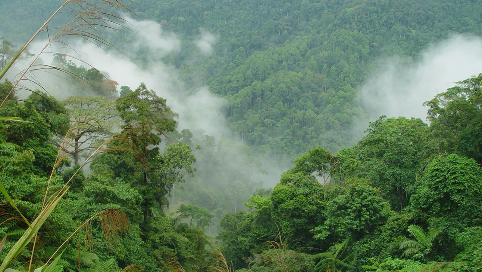 Regnskogens hemmelighet – NRK Kultur og underholdning