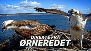 NRK1 - Direkte - NRK TV