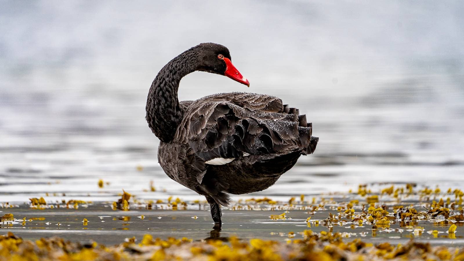 Sjelden svane dukket opp i Bergen – ingen vet sikkert hvor den kommer ...